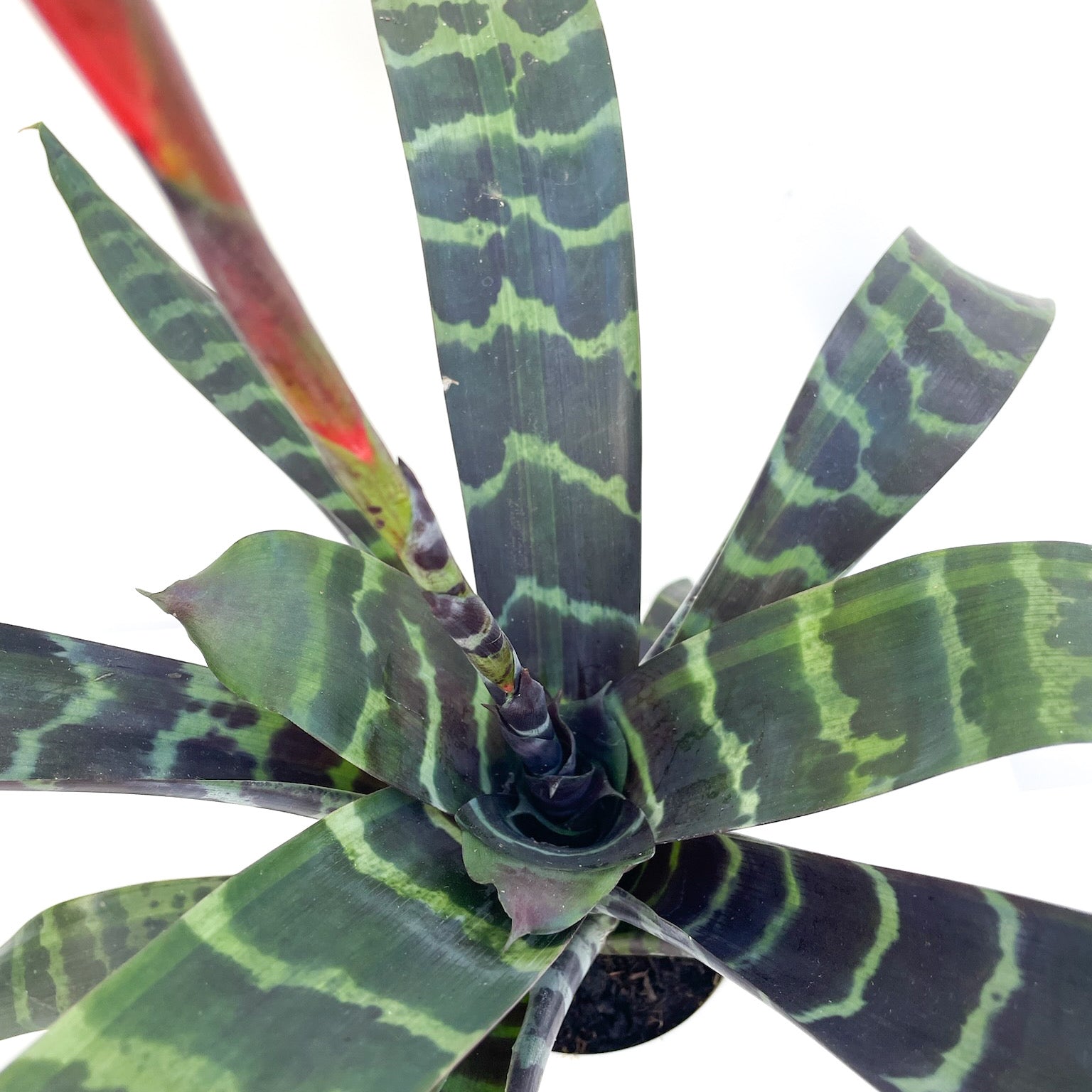 Vriesea 'Splenriet' (Flaming Sword) – Diameter Plants