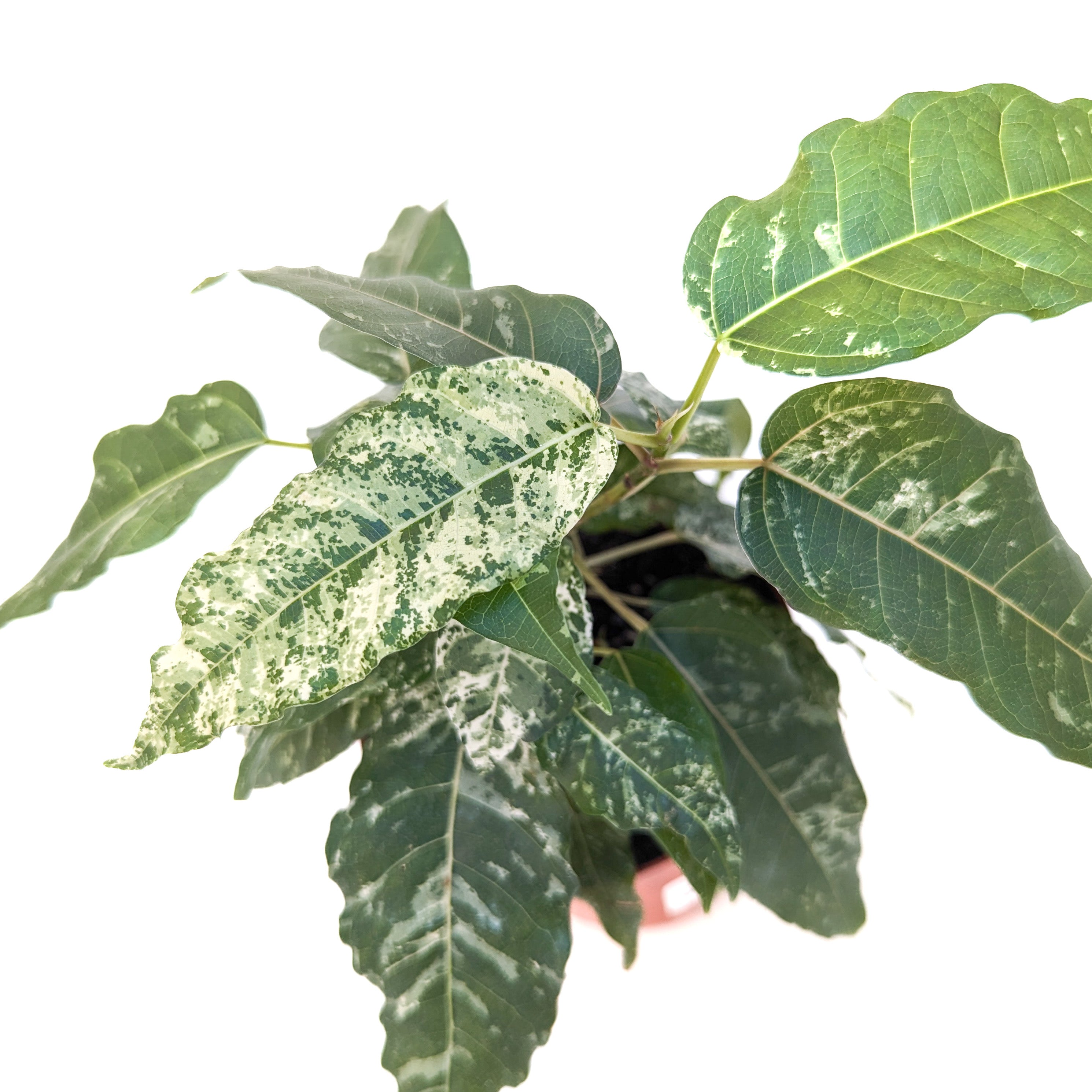 Ficus aspera (Clown Fig) – Diameter Plants