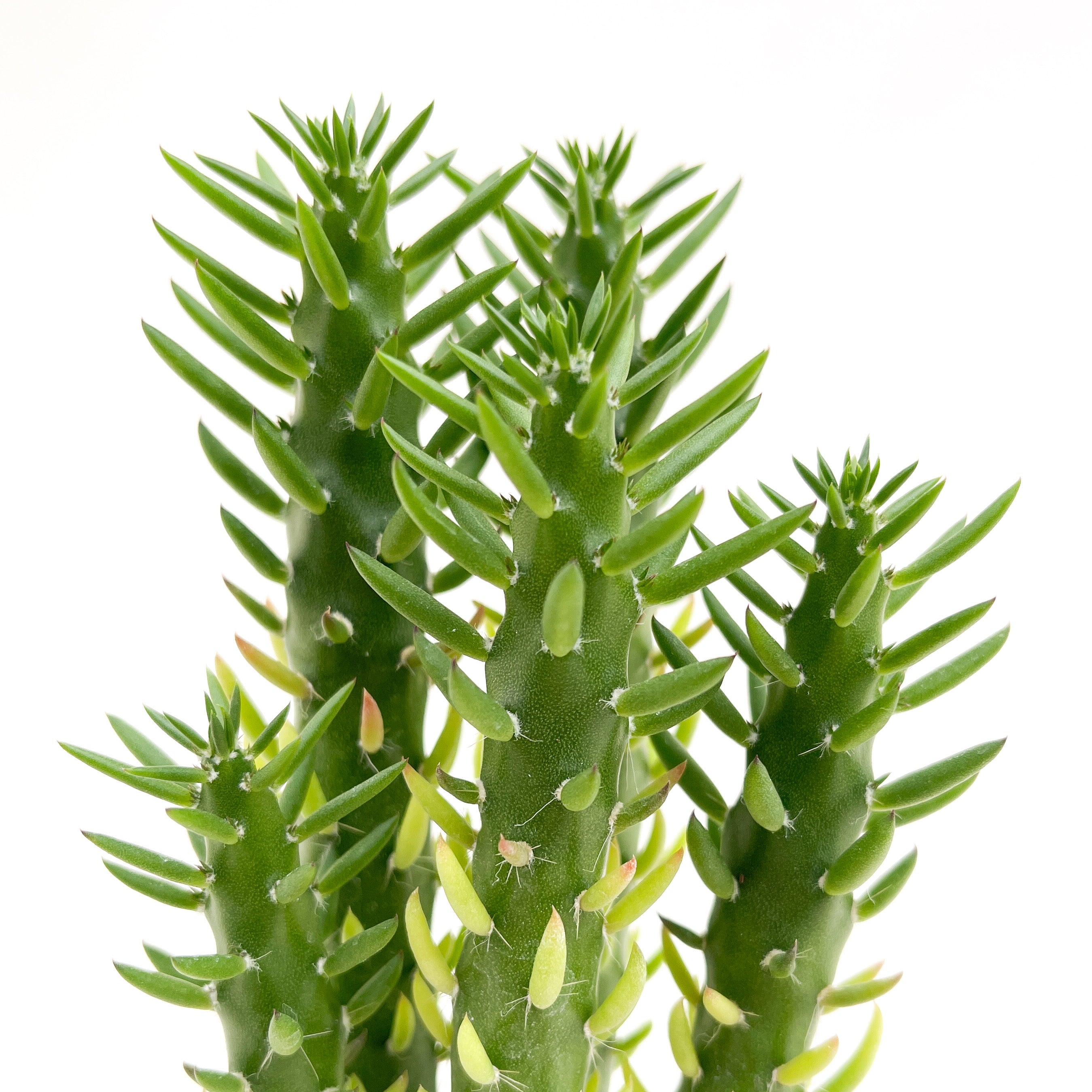 Austrocylindropuntia subulata (Eve's Pin) – Diameter Plants