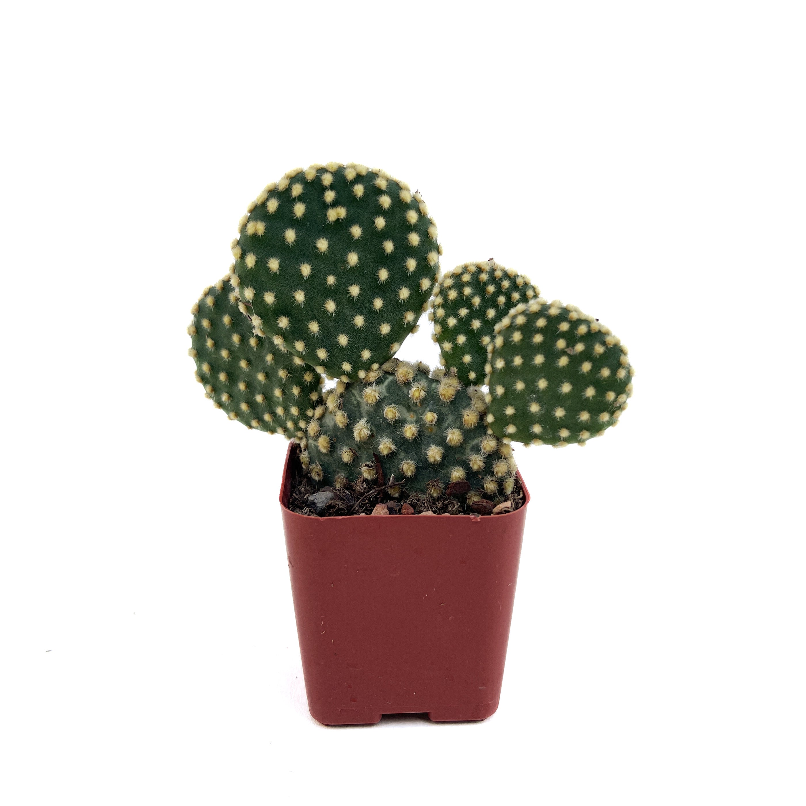Opuntia microdasys 'Mickey Mouse' – Diameter Plants