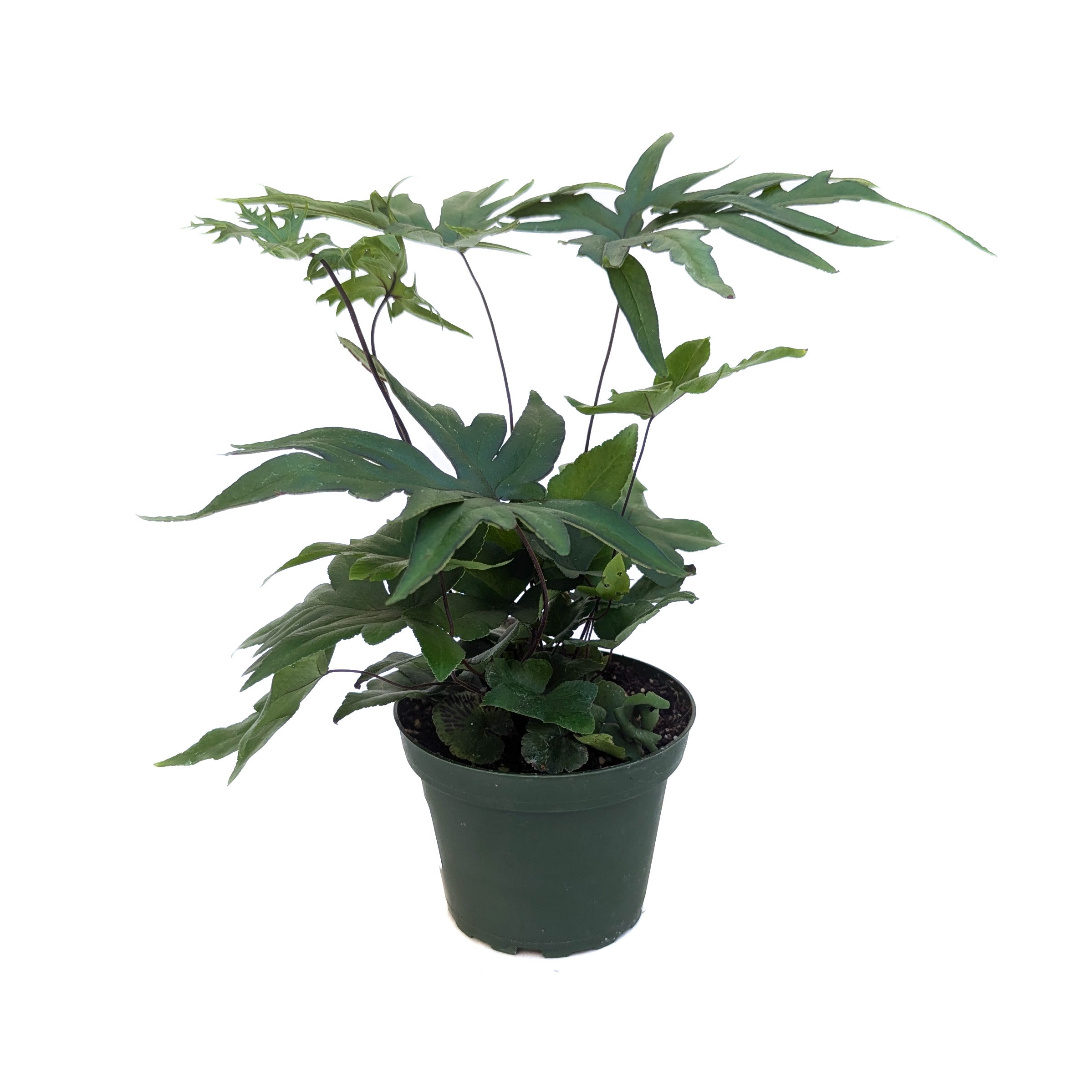 Doryopteris pedata (Digit Fern) – Diameter Plants
