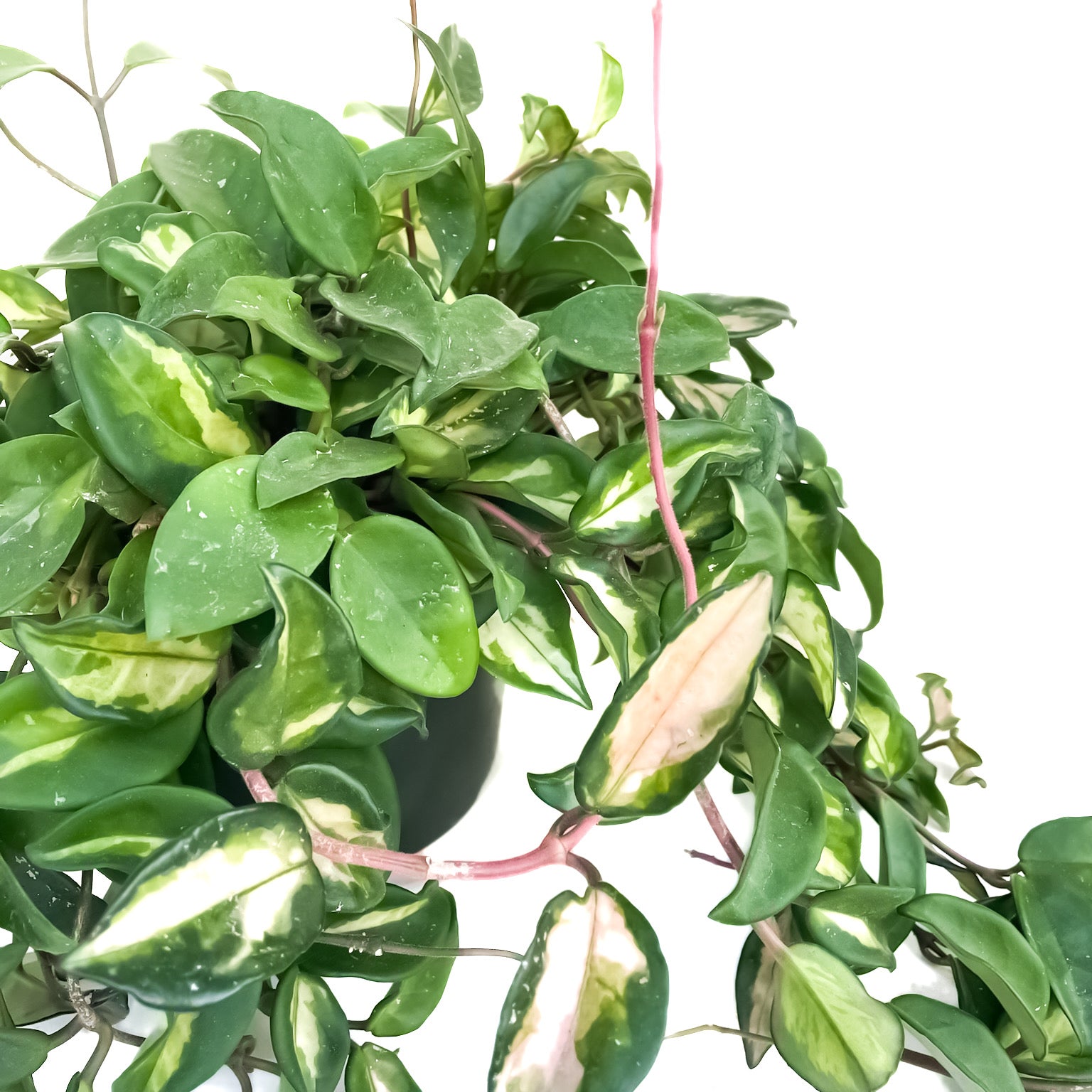 Hoya carnosa 'Krimson Princess' – Diameter Plants