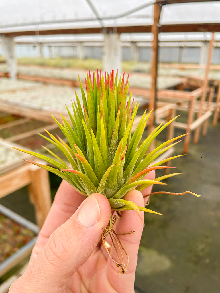 Tillandsia ionantha 'Big Green' – Diameter Plants