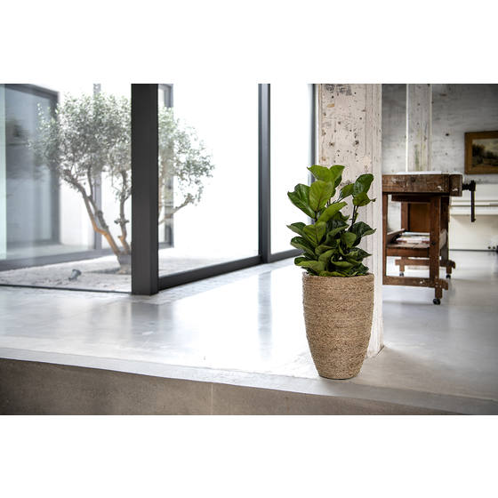 Ben Basket Pot – Diameter Plants