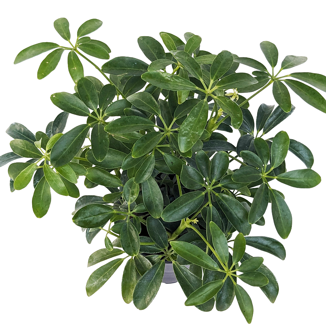 Schefflera arboricola (Dwarf Umbrella Tree) – Diameter Plants