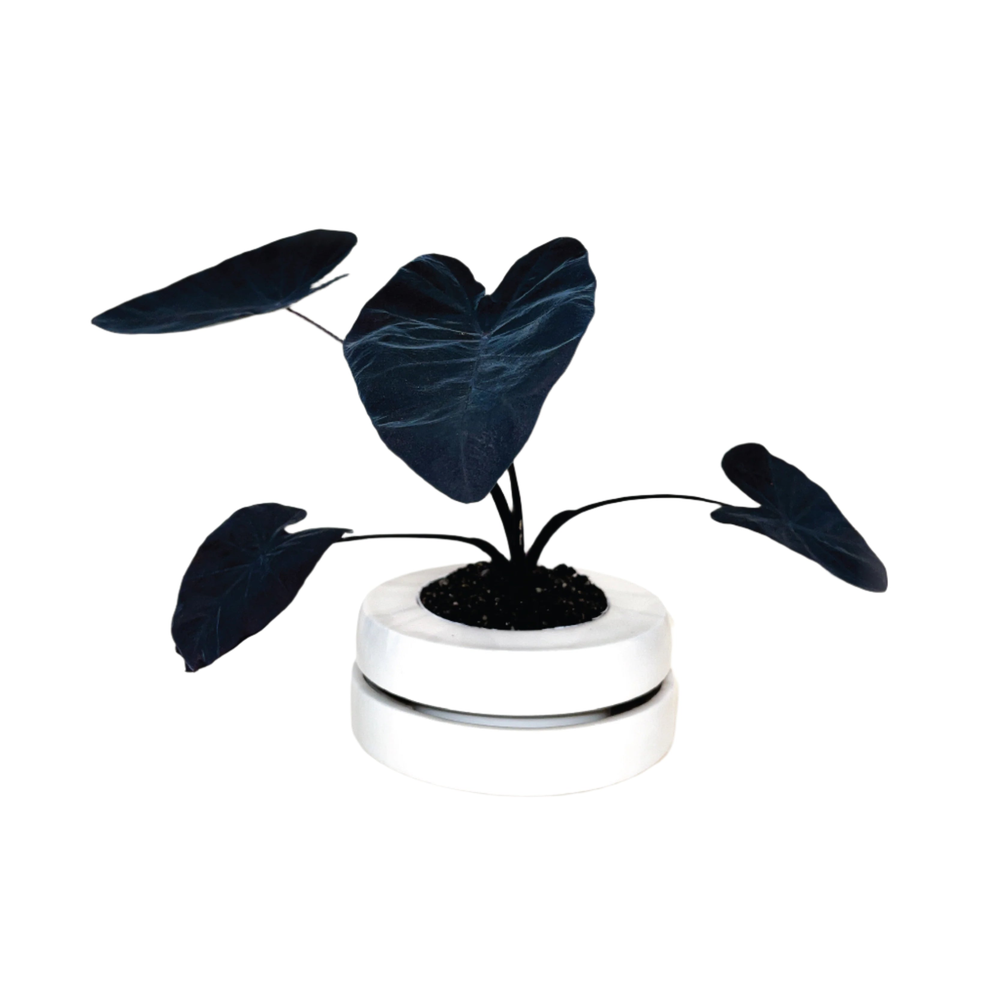 Banded Planter – Diameter Plants