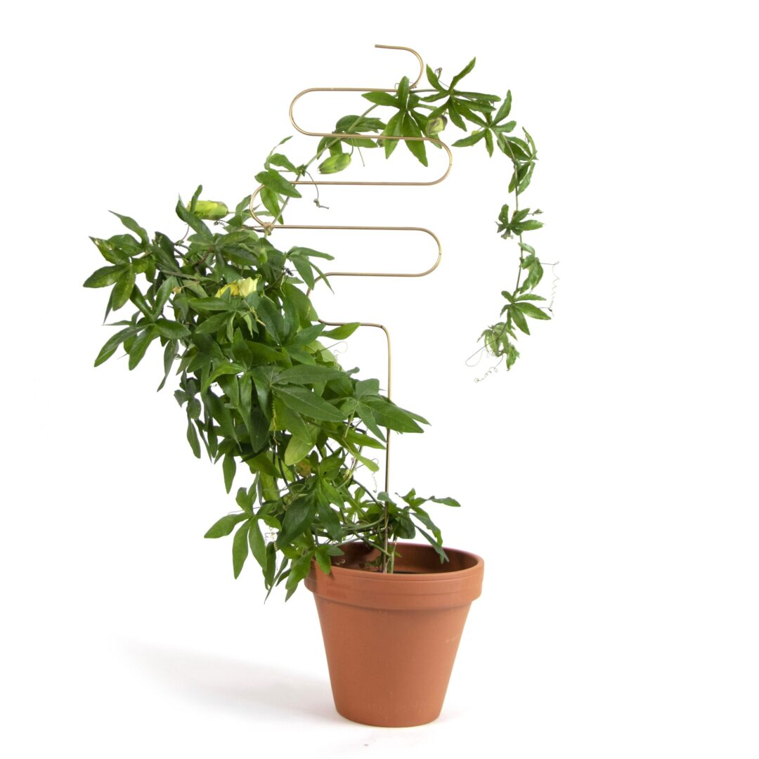 Plant Stake – Diameter Plants