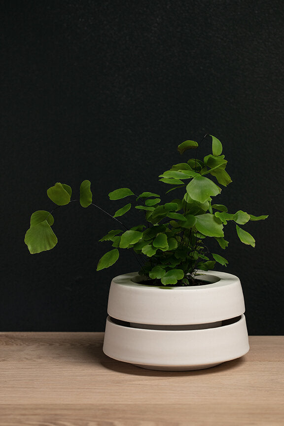 Banded Planter – Diameter Plants