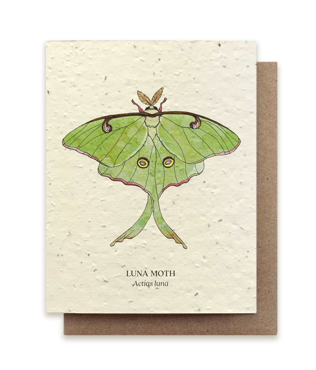 Luna Moth Card – Diameter Plants